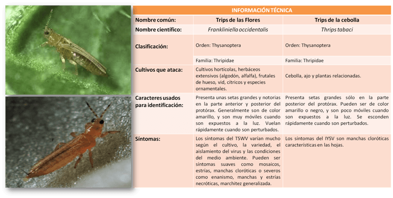 Trips de hortalizas - CropLife Latin America